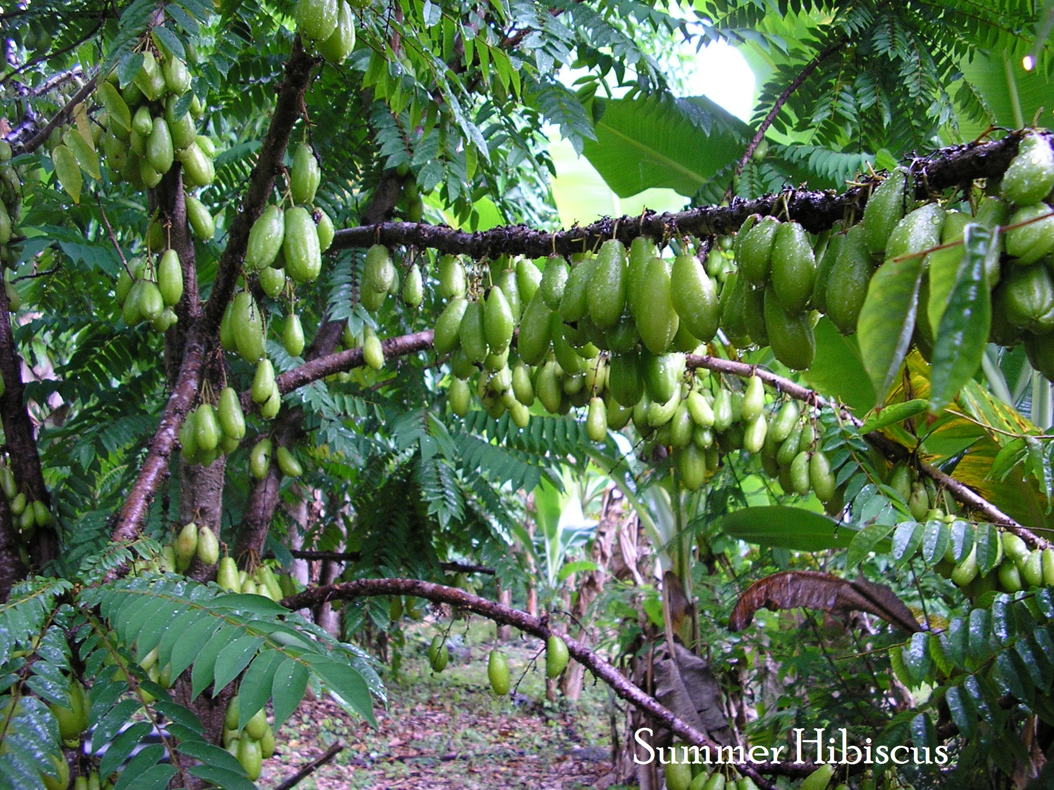 Averrhoa bilimbi PICKLE FRUIT TREE | SUMMER HIBISCUS