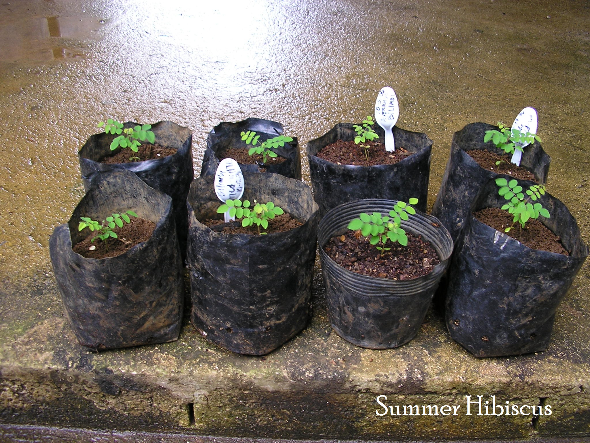 Averrhoa bilimbi PICKLE FRUIT TREE | SUMMER HIBISCUS