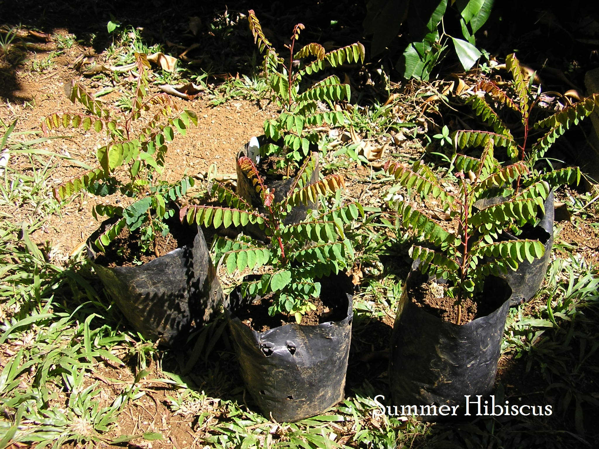 Averrhoa bilimbi PICKLE FRUIT TREE | SUMMER HIBISCUS
