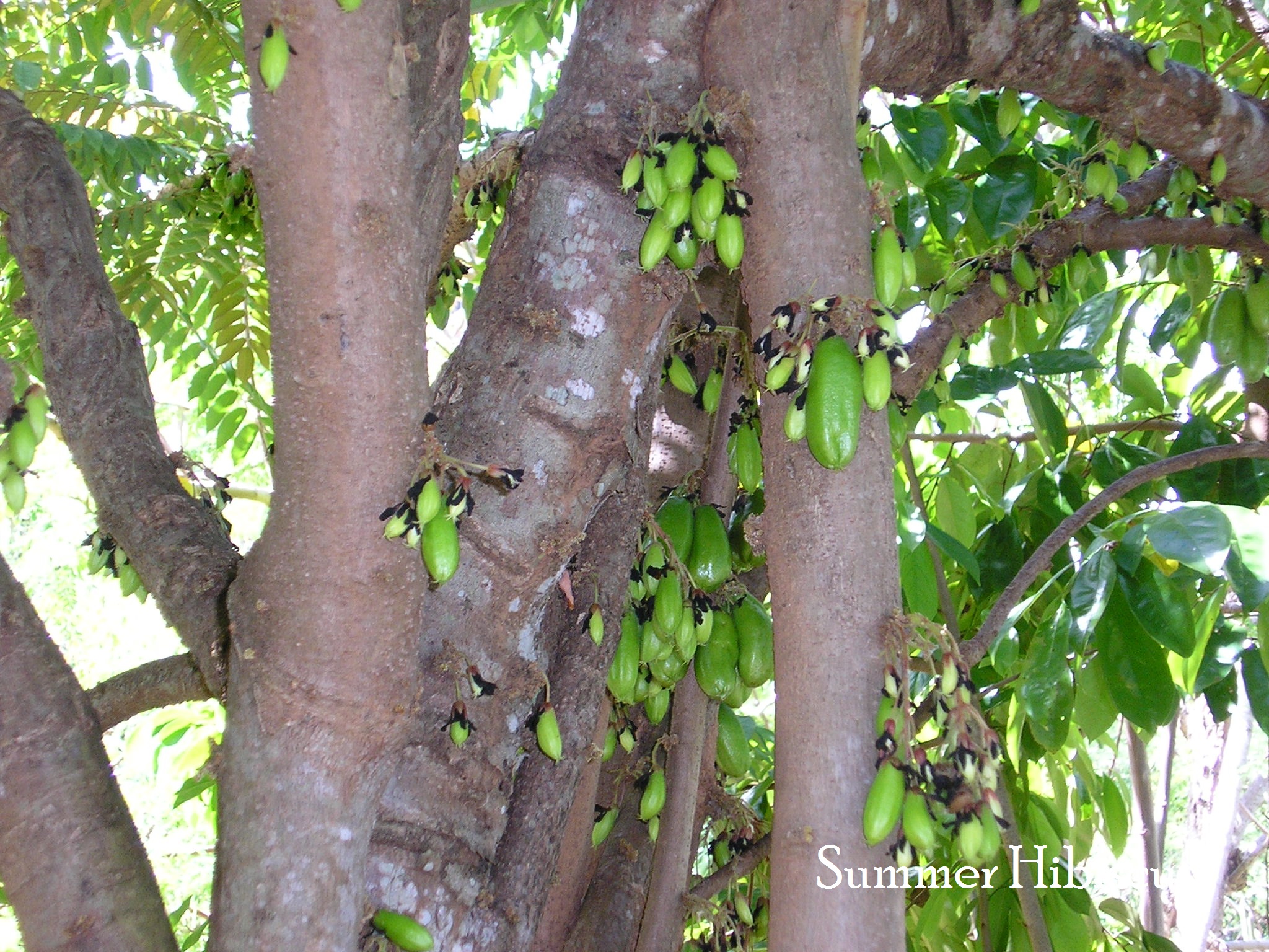 Averrhoa bilimbi PICKLE FRUIT TREE | SUMMER HIBISCUS