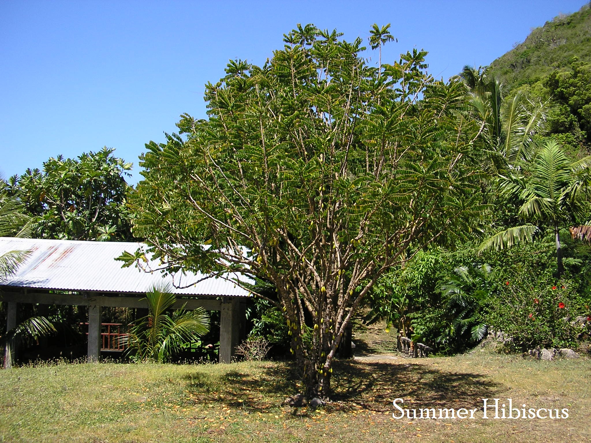 Averrhoa bilimbi PICKLE FRUIT TREE | SUMMER HIBISCUS
