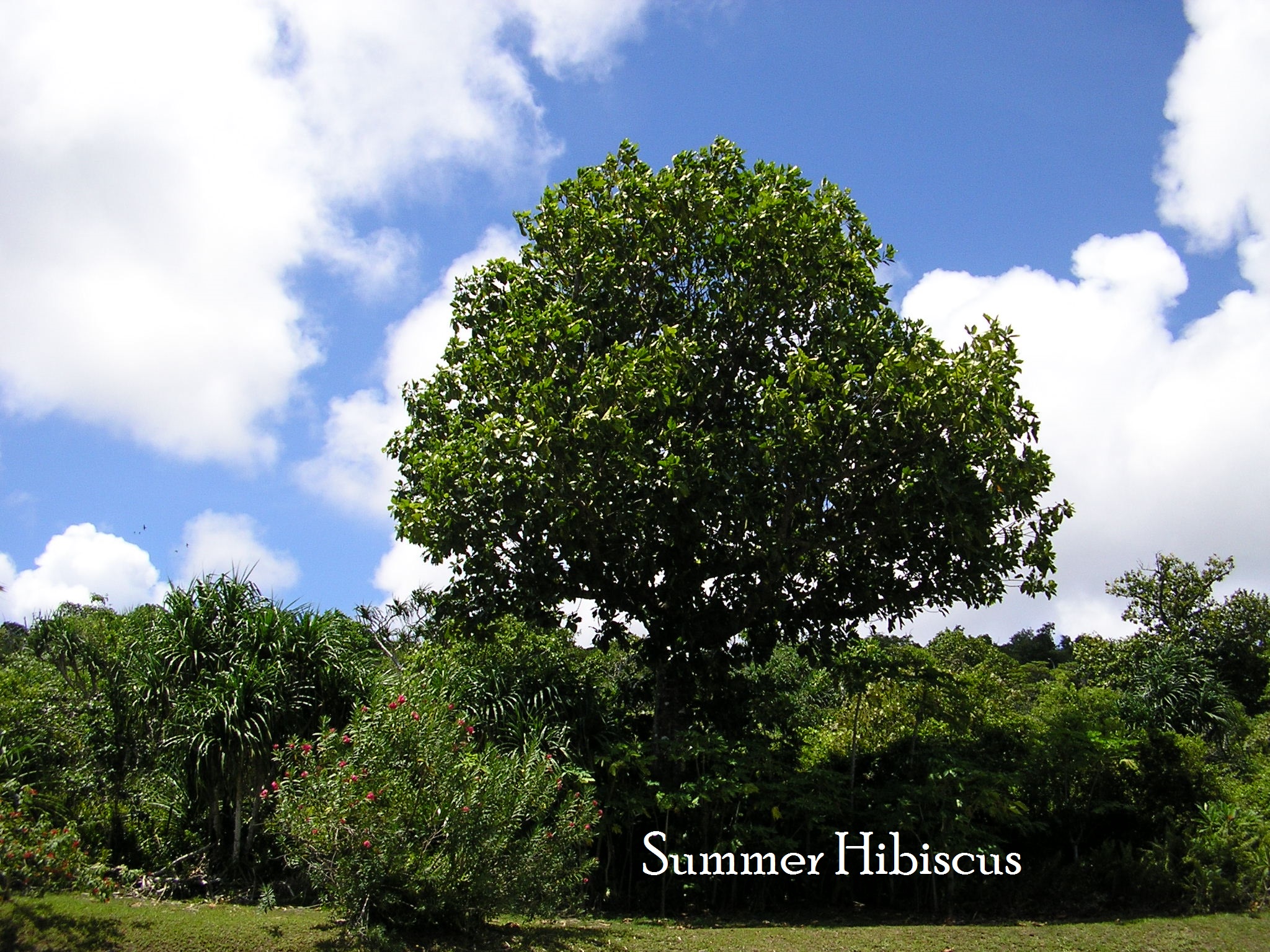 Artocarpus mariannensis SEEDED BREADFRUIT TREE | SUMMER HIBISCUS