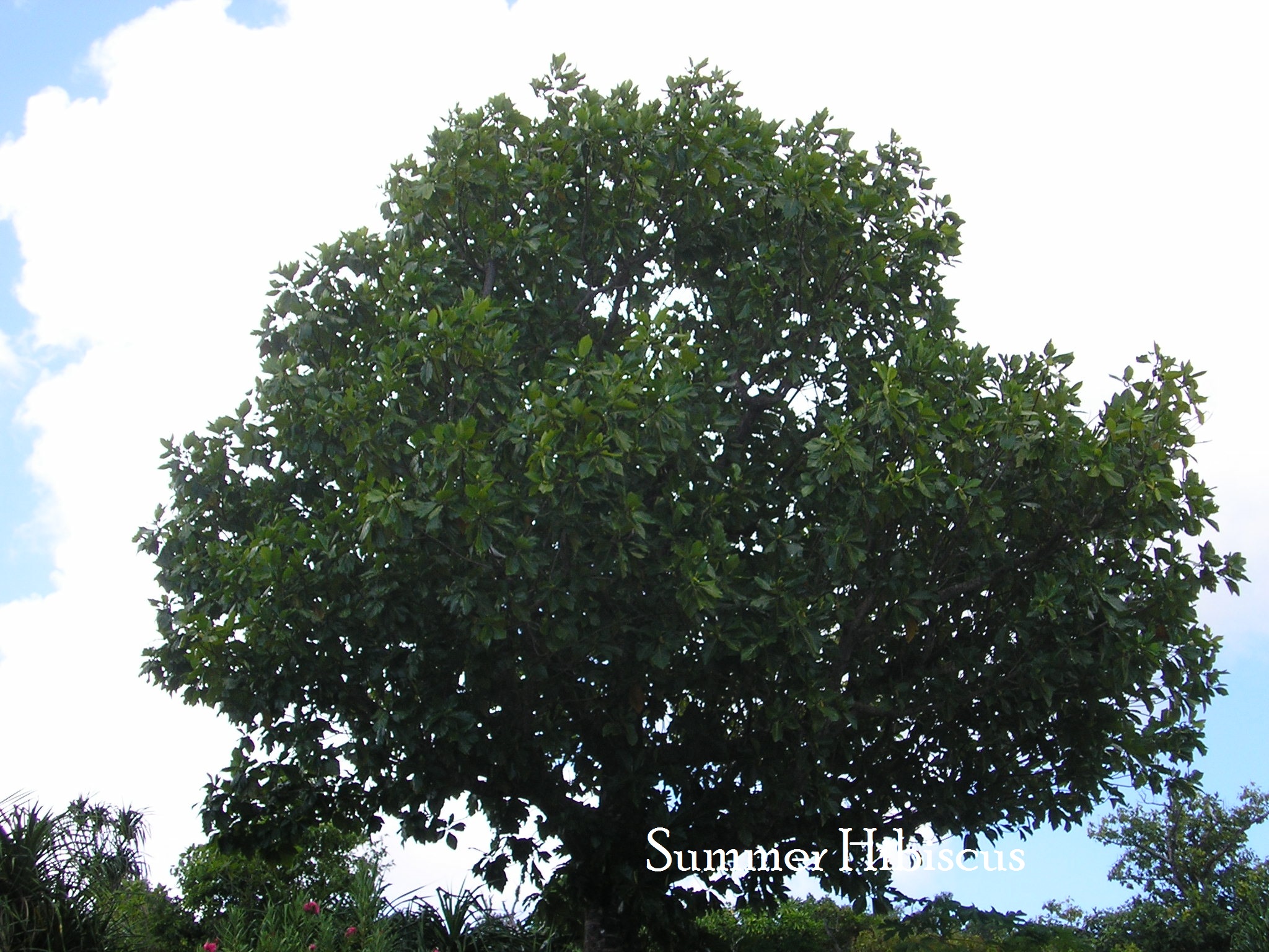 Artocarpus mariannensis SEEDED BREADFRUIT TREE | SUMMER HIBISCUS