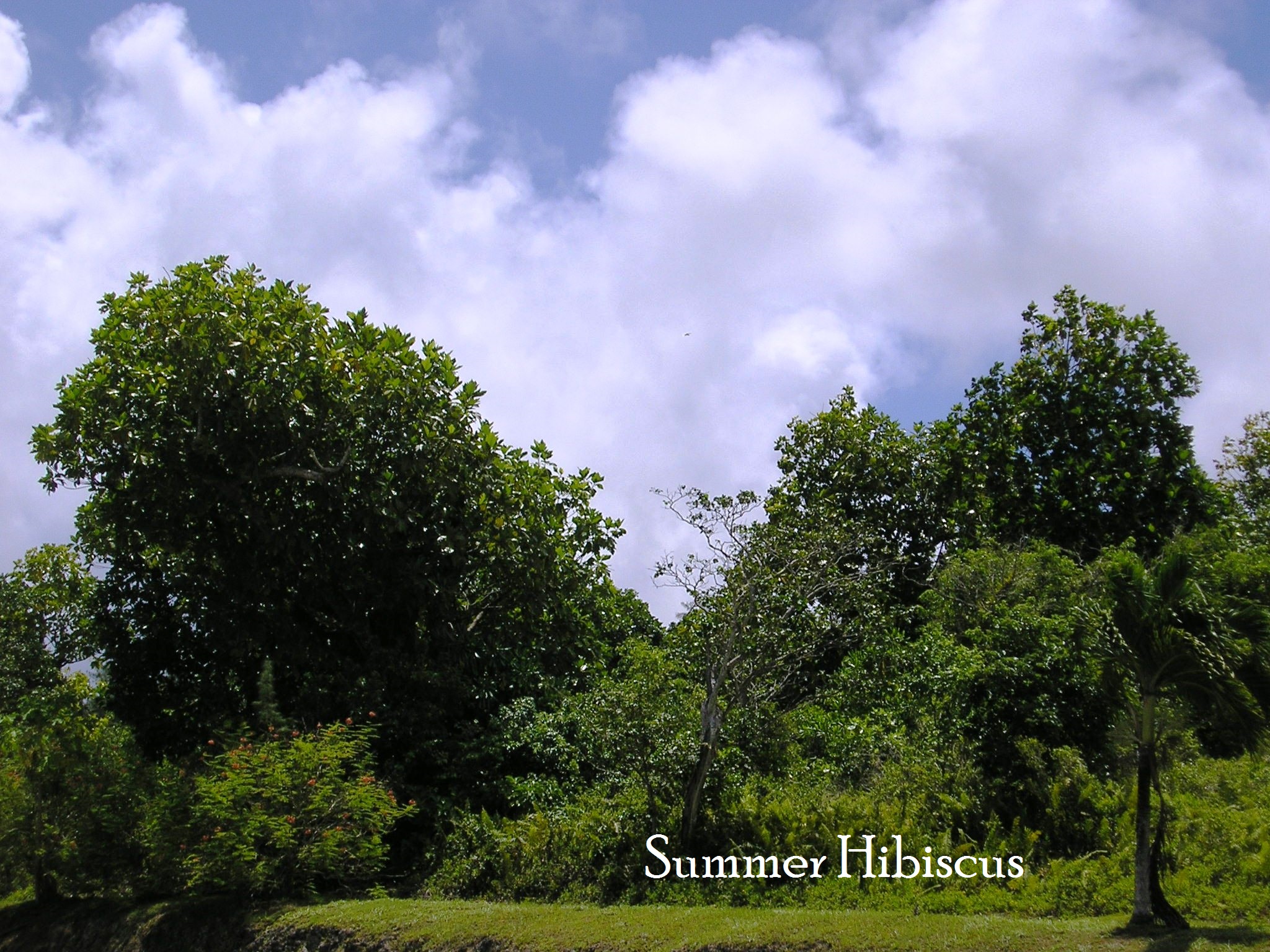 Artocarpus mariannensis SEEDED BREADFRUIT TREE | SUMMER HIBISCUS