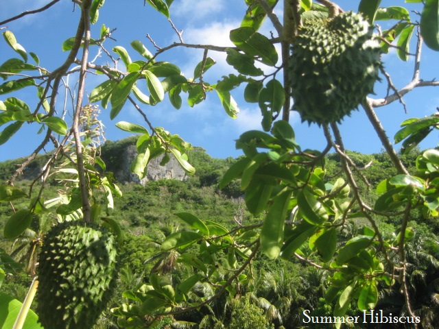 Annona muricata SOURSOP FRUIT TREE | SUMMER HIBISCUS