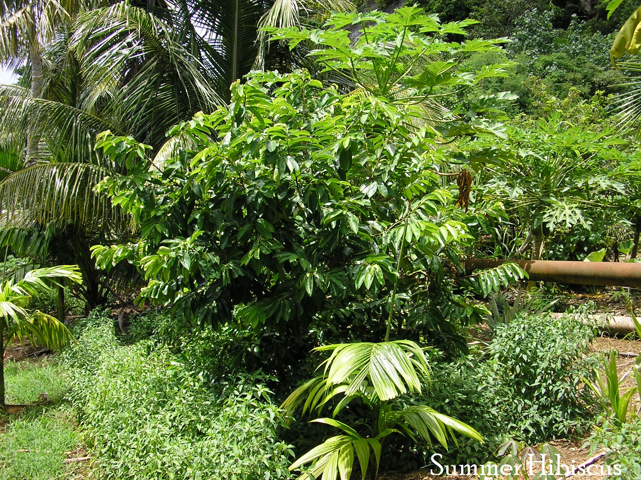 Annona muricata SOURSOP FRUIT TREE | SUMMER HIBISCUS