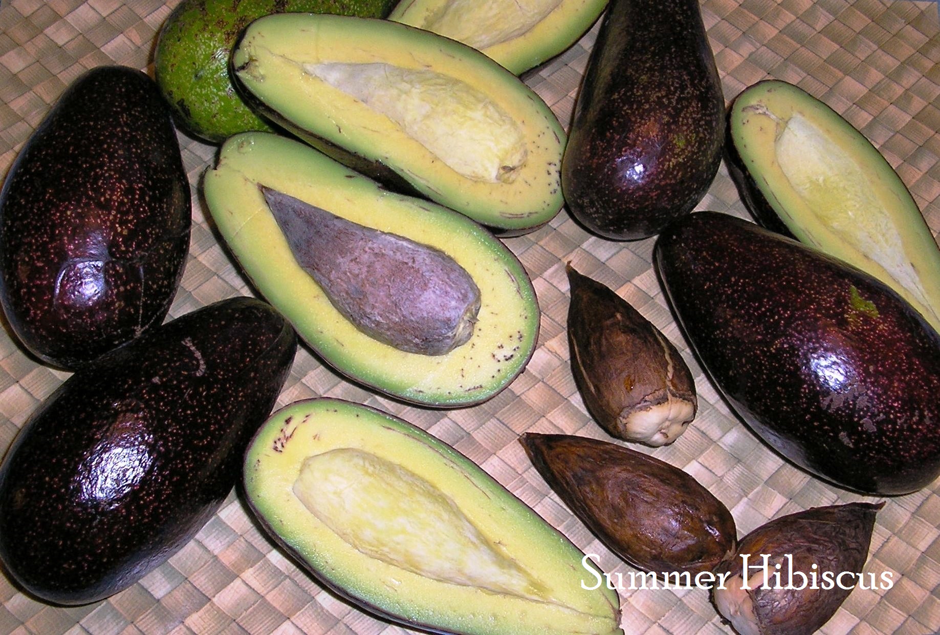 Persea americana AVOCADO FRUIT TREE | SUMMER HIBISCUS