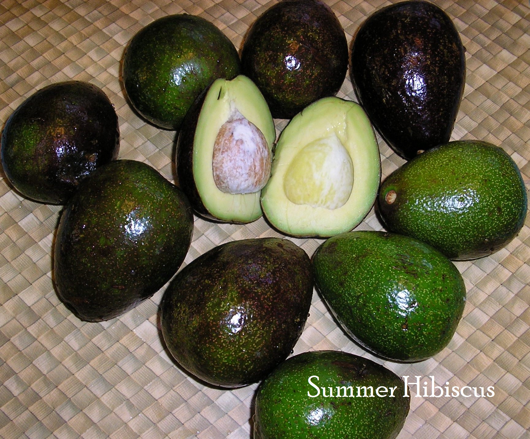 Persea americana AVOCADO FRUIT TREE | SUMMER HIBISCUS