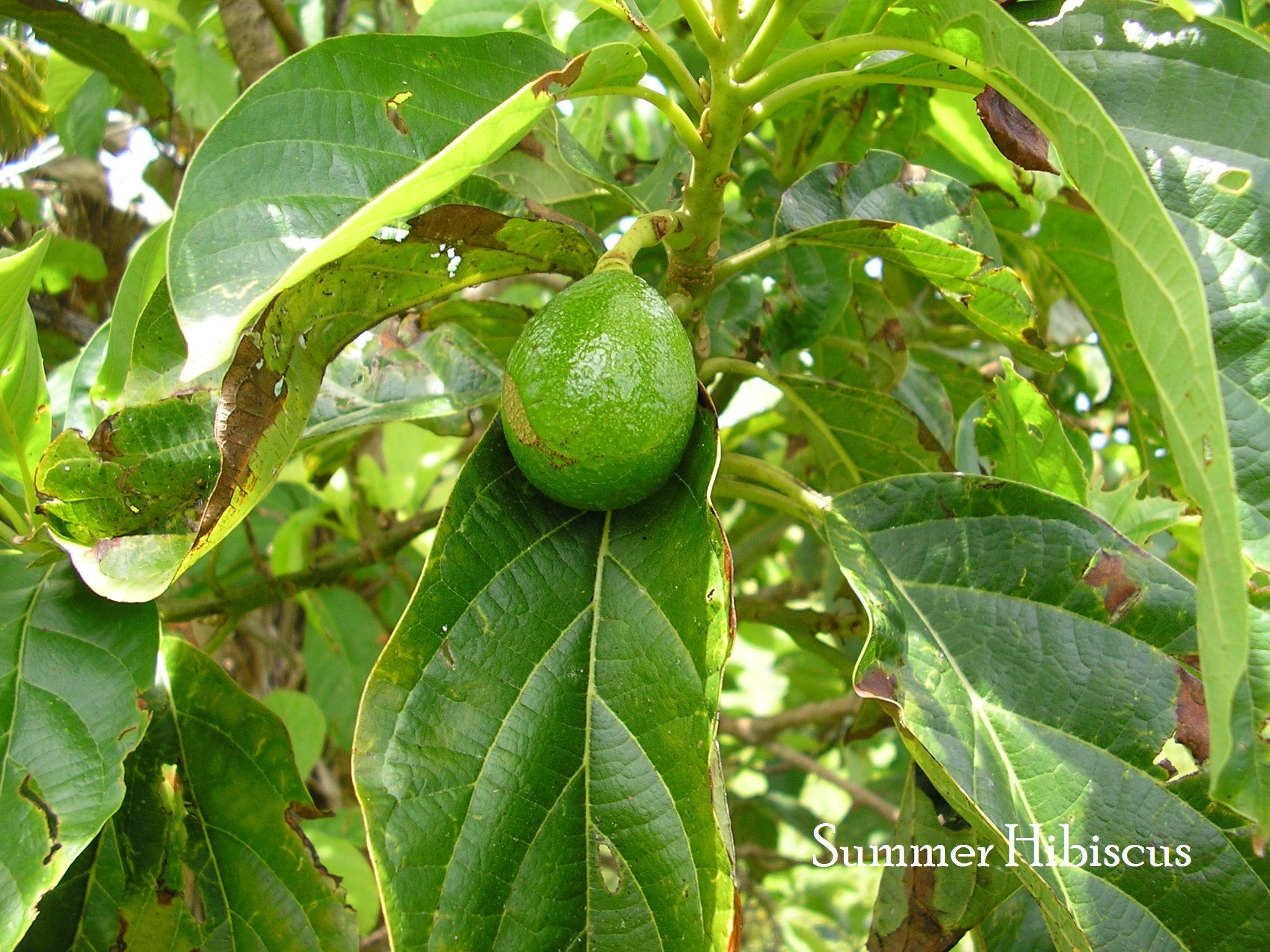Persea americana AVOCADO FRUIT TREE | SUMMER HIBISCUS