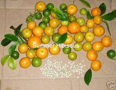 CITRUS LIME CALAMANSI FRUIT TREE | SUMMER HIBISCUS