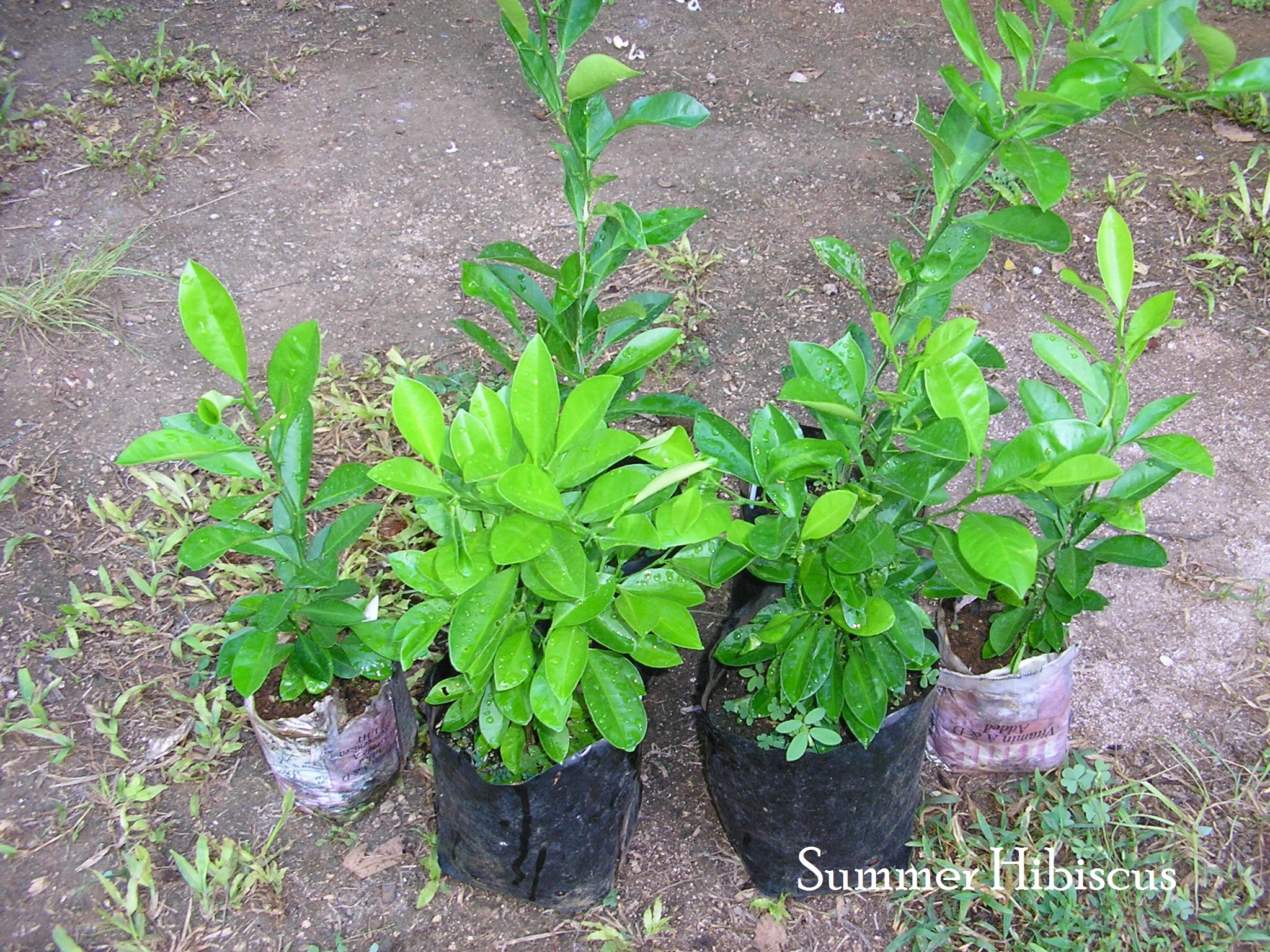 CITRUS LIME CALAMANSI FRUIT TREE | SUMMER HIBISCUS