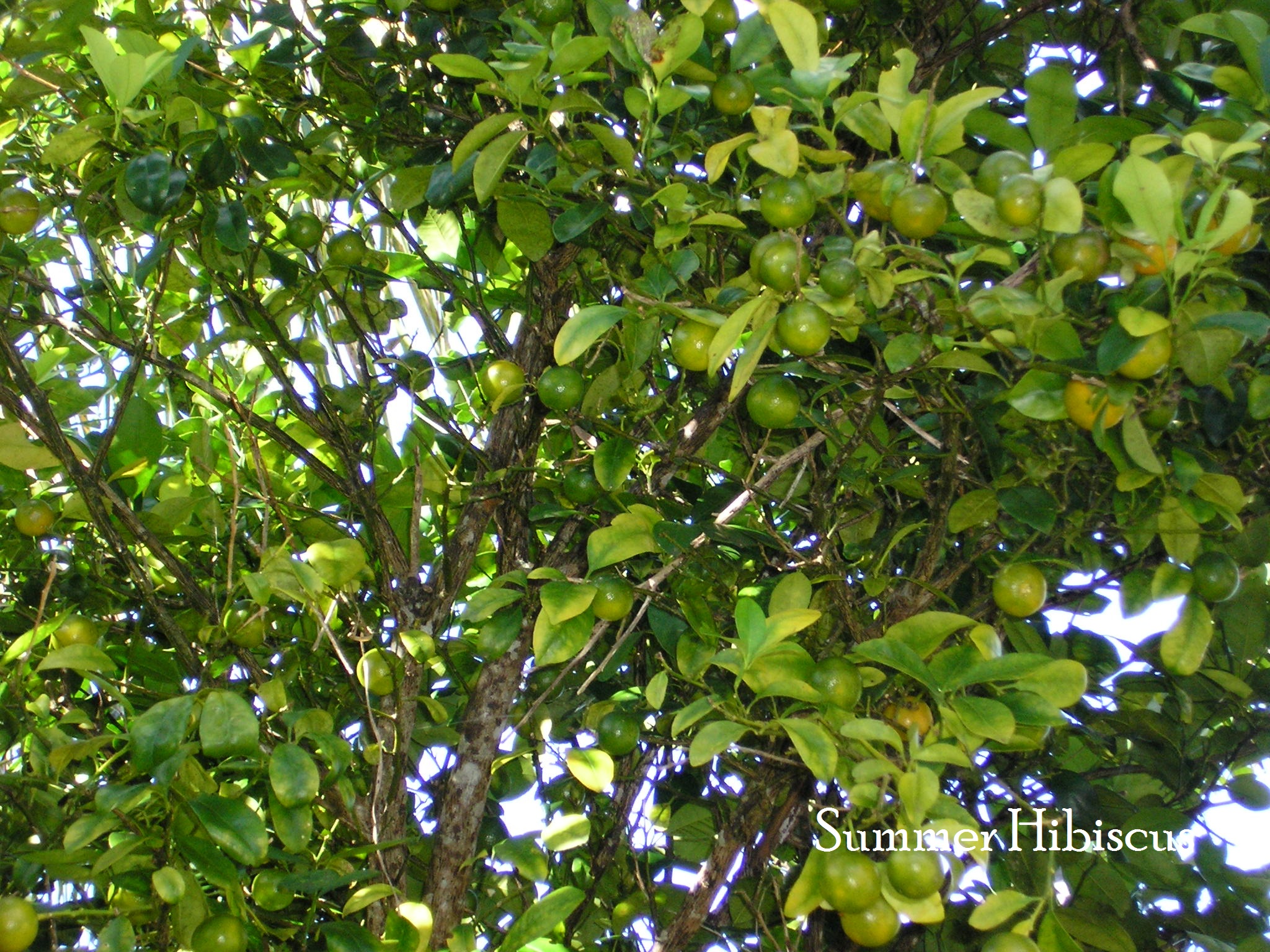 CITRUS LIME CALAMANSI FRUIT TREE | SUMMER HIBISCUS