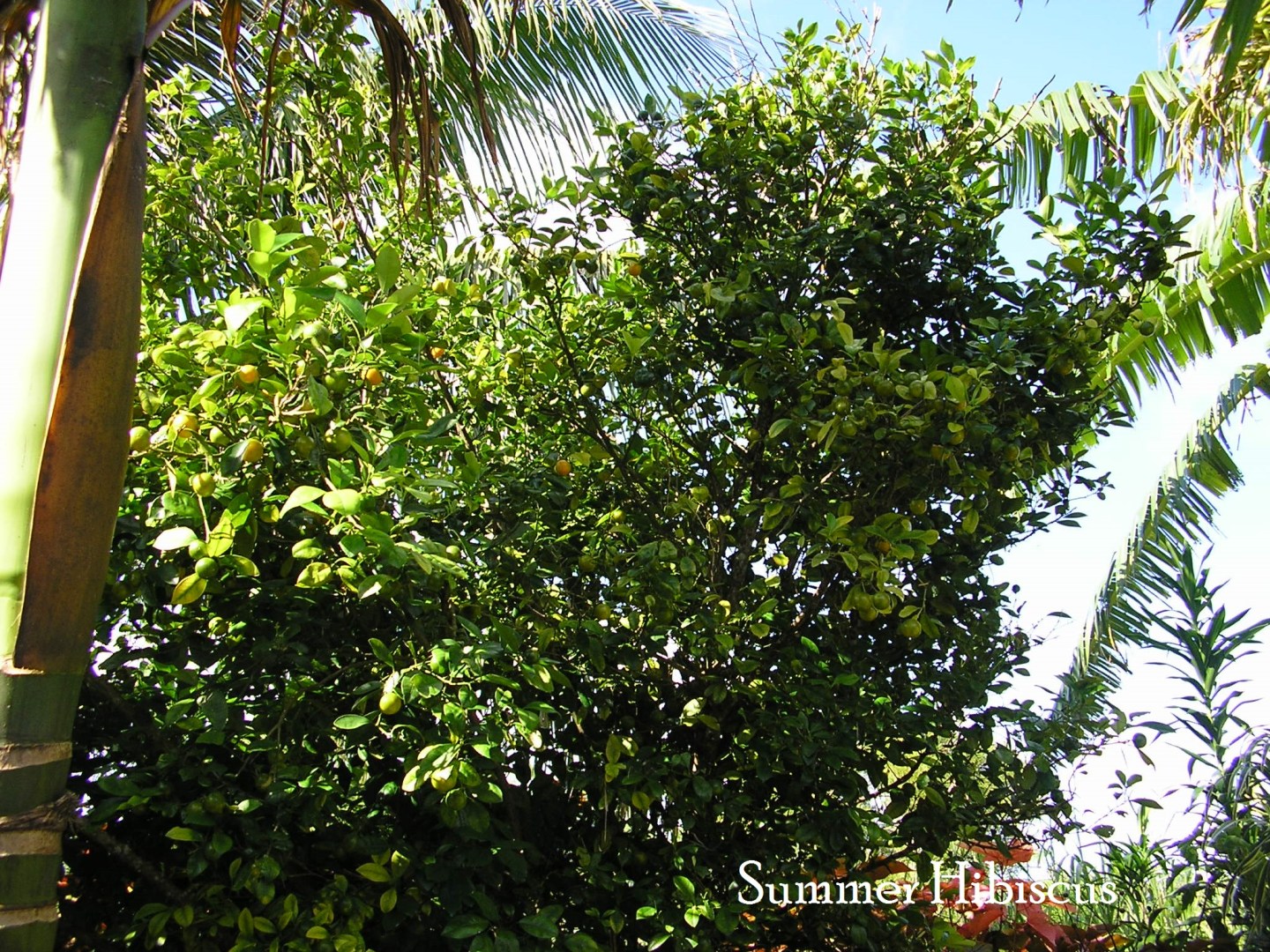 CITRUS LIME CALAMANSI FRUIT TREE | SUMMER HIBISCUS