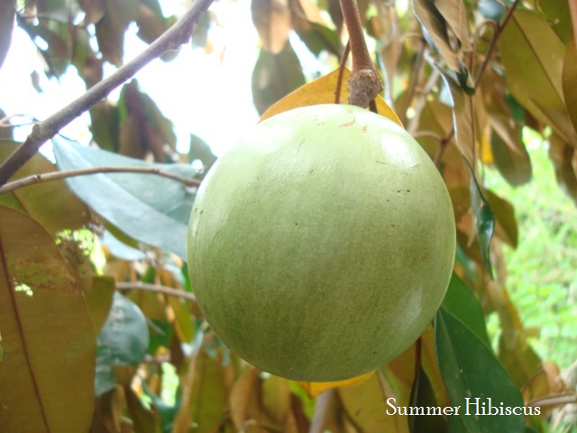 Chrysophyllum cainito STAR APPLE CAIMITO FRUIT TREE | SUMMER HIBISCUS