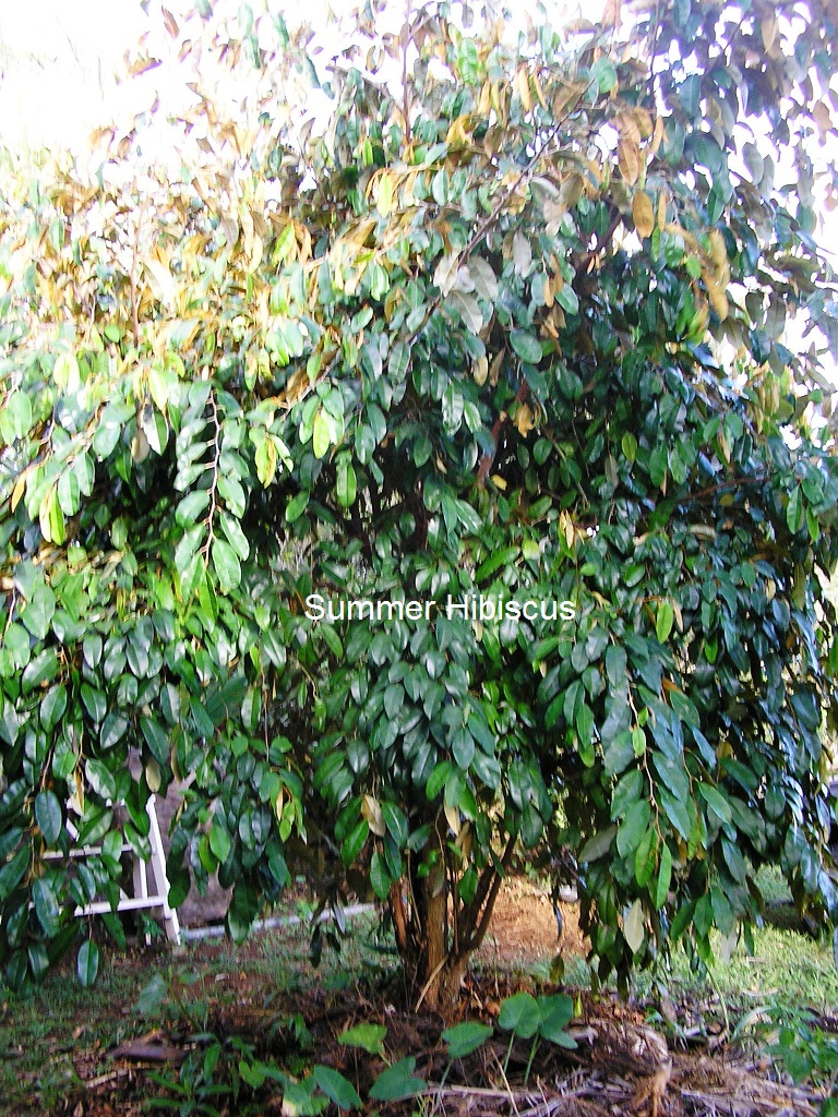 Chrysophyllum cainito STAR APPLE CAIMITO FRUIT TREE | SUMMER HIBISCUS
