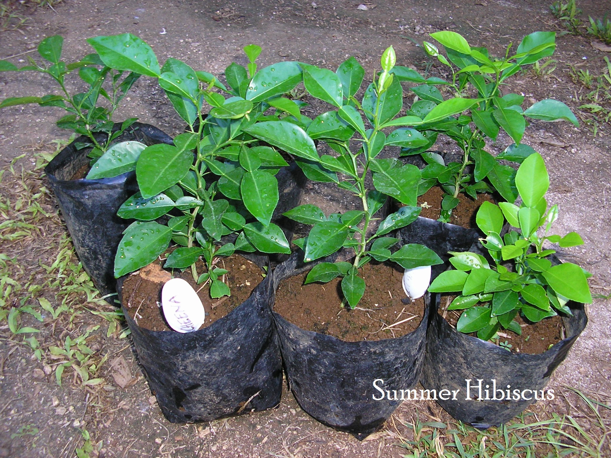 CITRUS LEMON CHEENA FRUIT TREE | SUMMER HIBISCUS