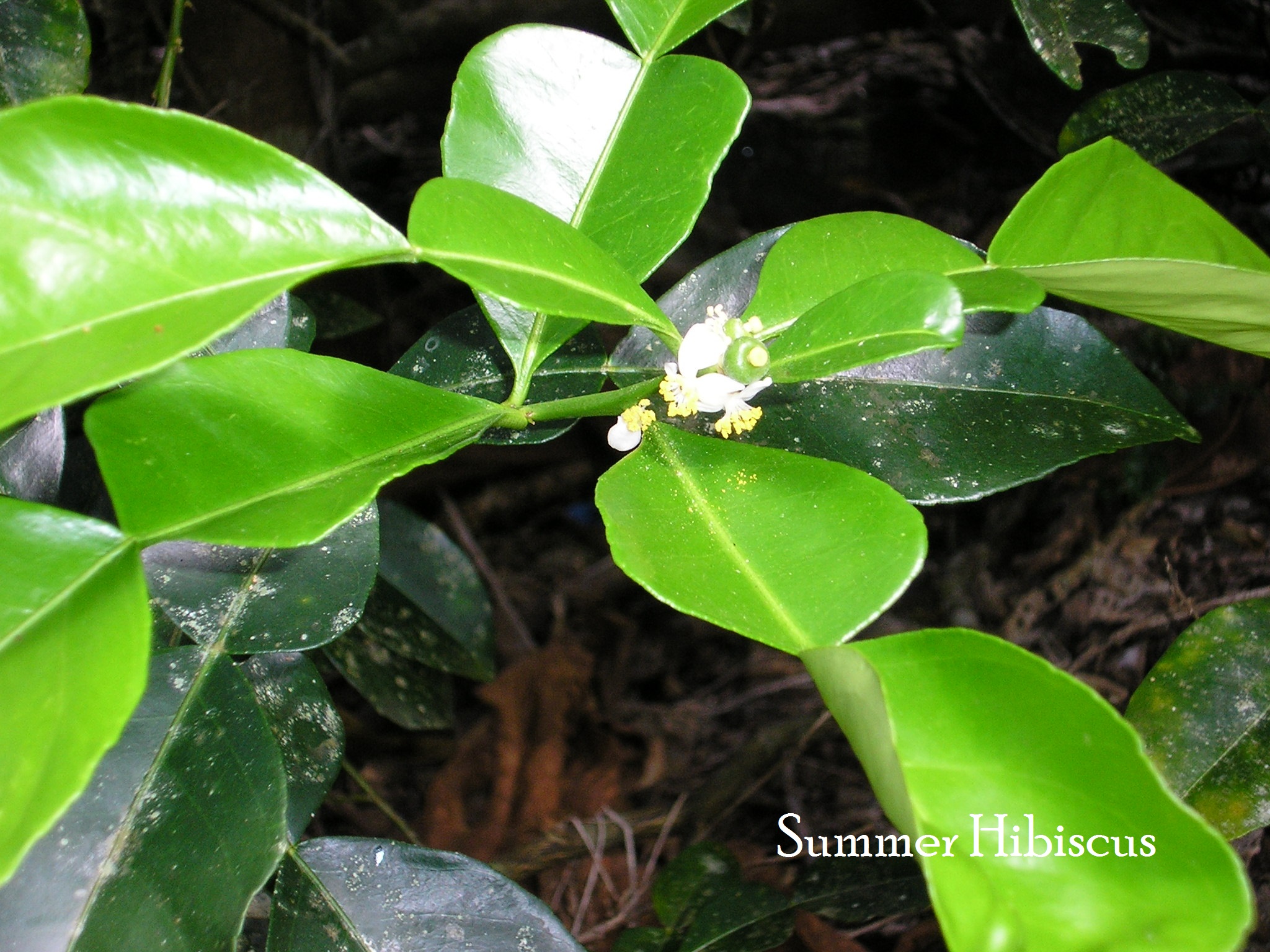 CITRUS LEMON CHEENA FRUIT TREE | SUMMER HIBISCUS