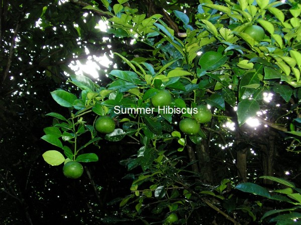CITRUS LEMON CHEENA FRUIT TREE | SUMMER HIBISCUS