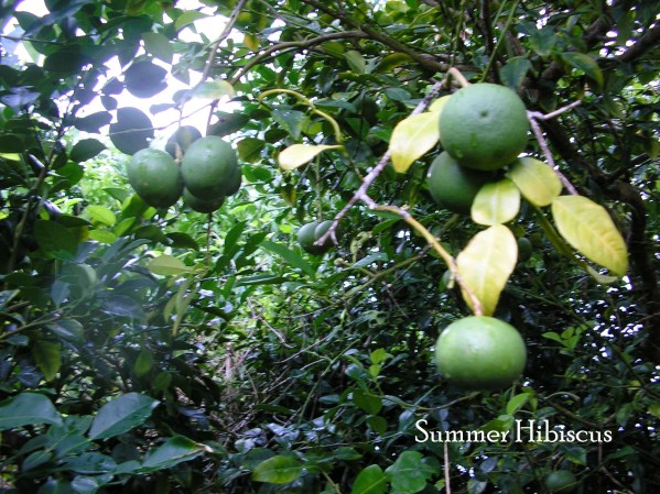 CITRUS LEMON CHEENA FRUIT TREE | SUMMER HIBISCUS