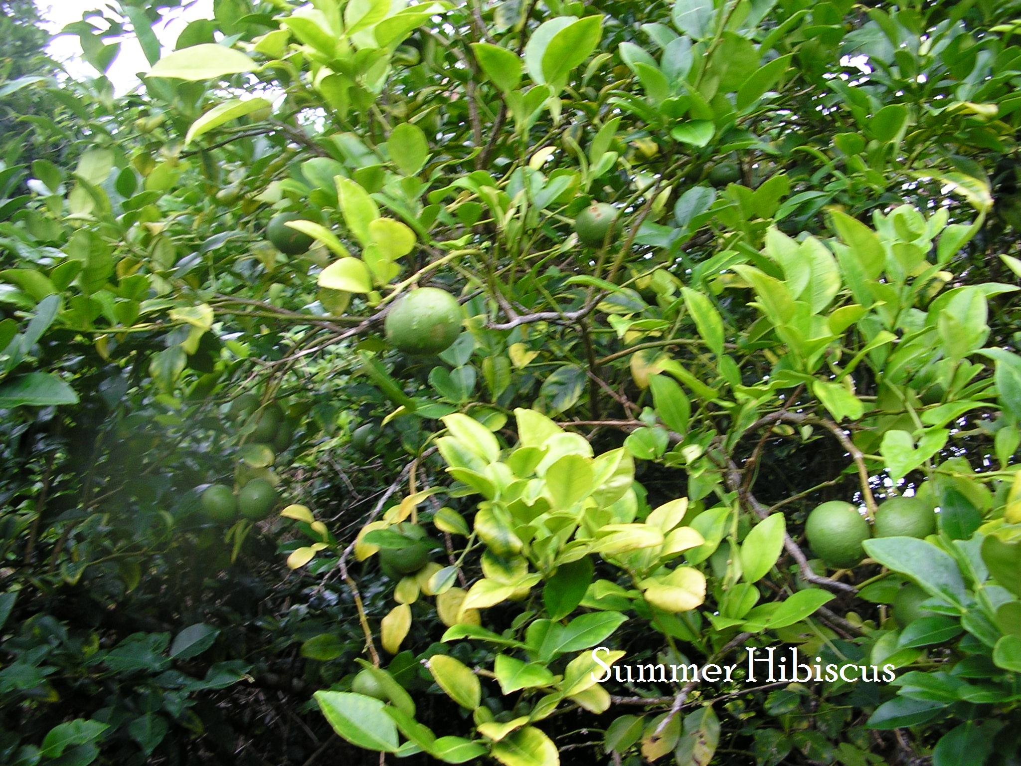 CITRUS LEMON CHEENA FRUIT TREE | SUMMER HIBISCUS