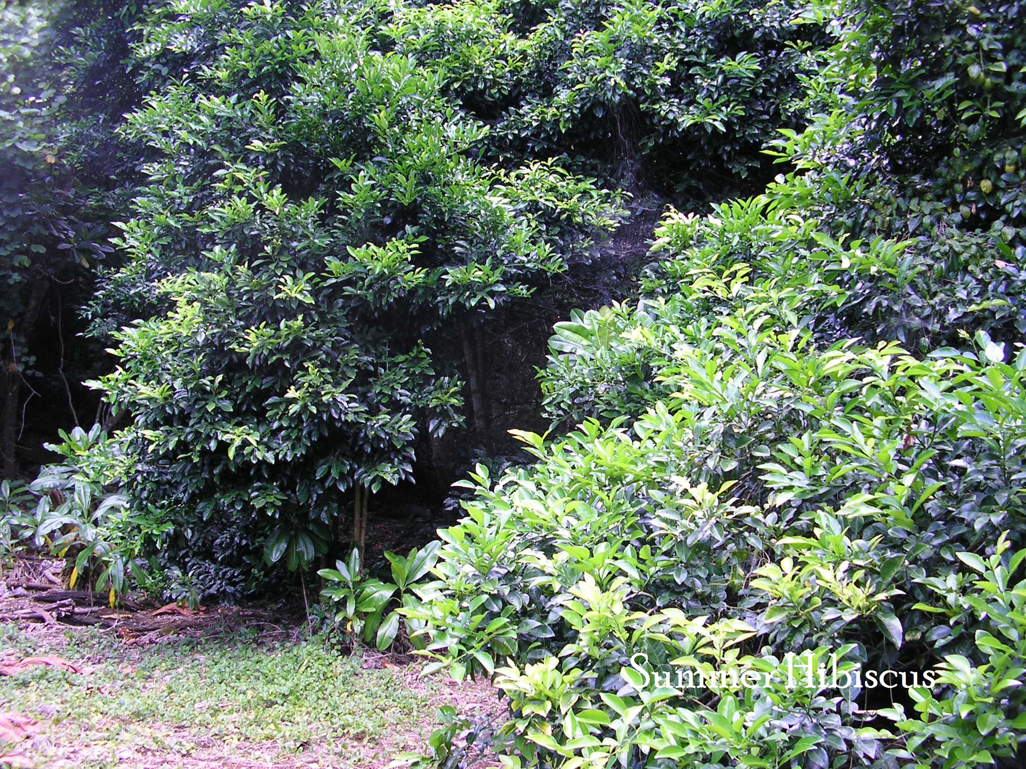 CITRUS LEMON CHEENA FRUIT TREE | SUMMER HIBISCUS