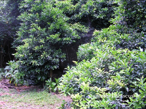 CITRUS LEMON CHEENA FRUIT TREE | SUMMER HIBISCUS