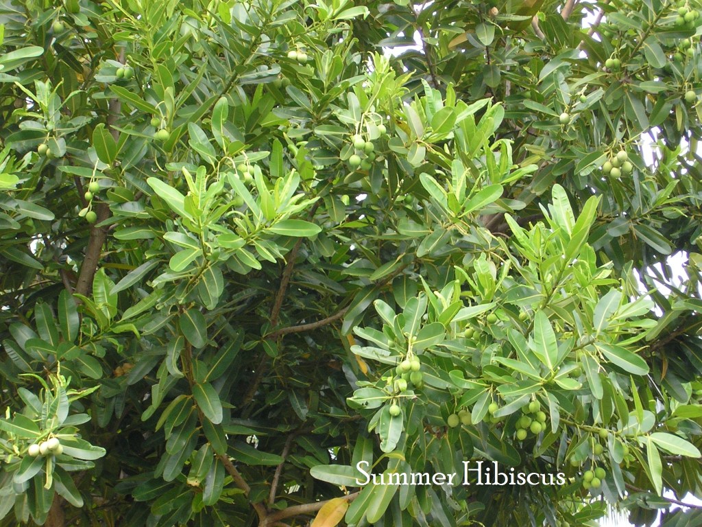 Calophyllum inophyllum BALLNUT TREE | SUMMER HIBISCUS
