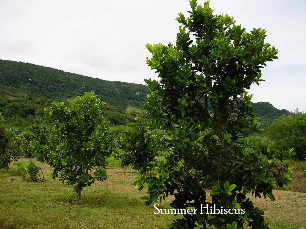 Calophyllum inophyllum BALLNUT TREE | SUMMER HIBISCUS