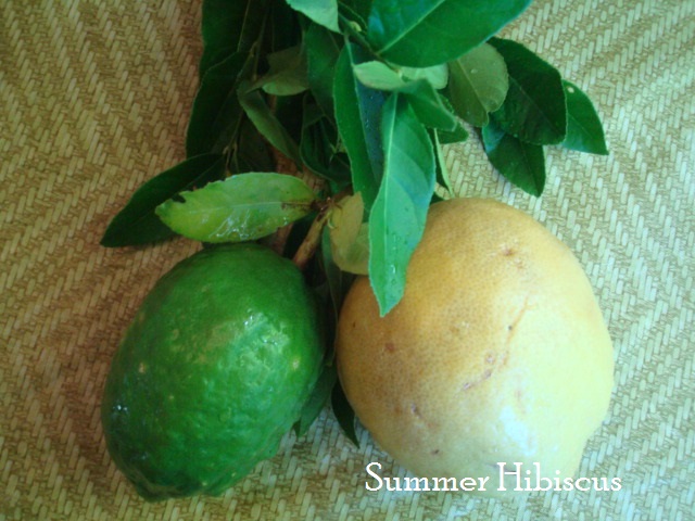 Citrus medica CITRON FRUIT TREE | SUMMER HIBISCUS