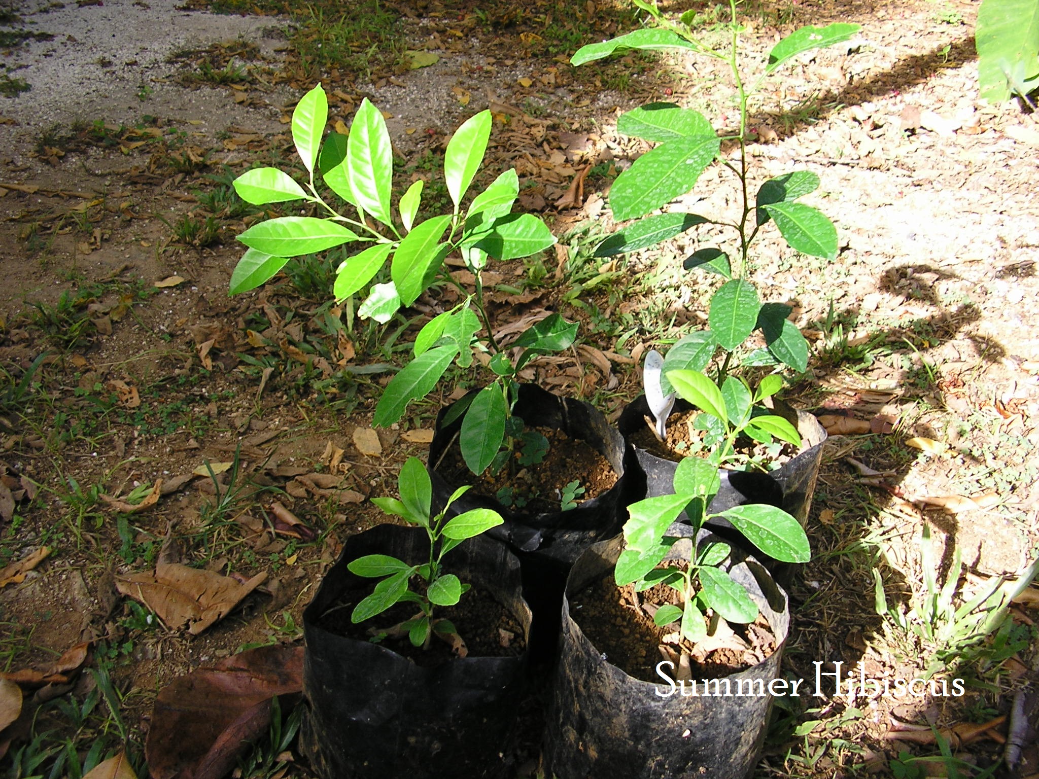 CITRUS LIME KUKURACHA FRUIT TREE | SUMMER HIBISCUS