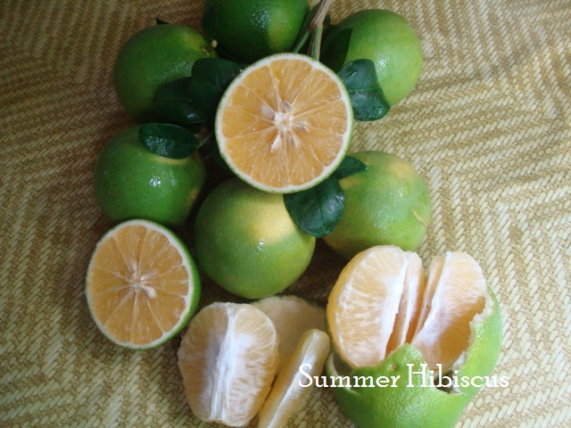 CITRUS ORANGE KAHET FRUIT TREE | SUMMER HIBISCUS
