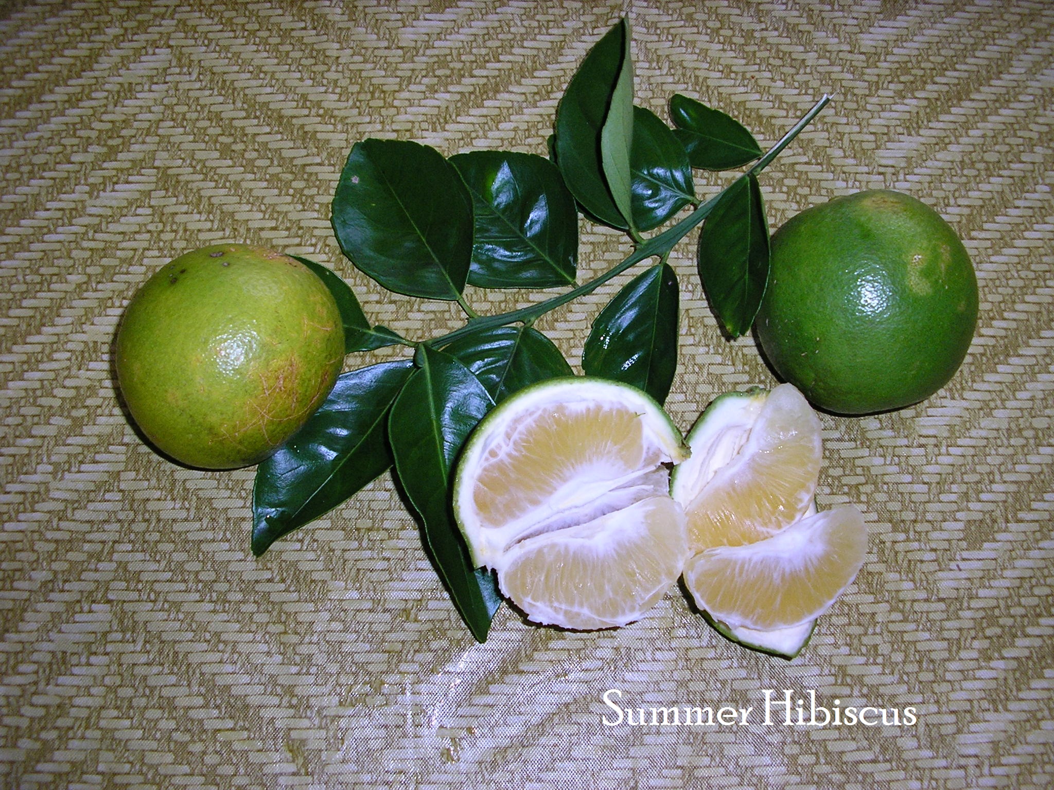 CITRUS ORANGE KAHET FRUIT TREE | SUMMER HIBISCUS