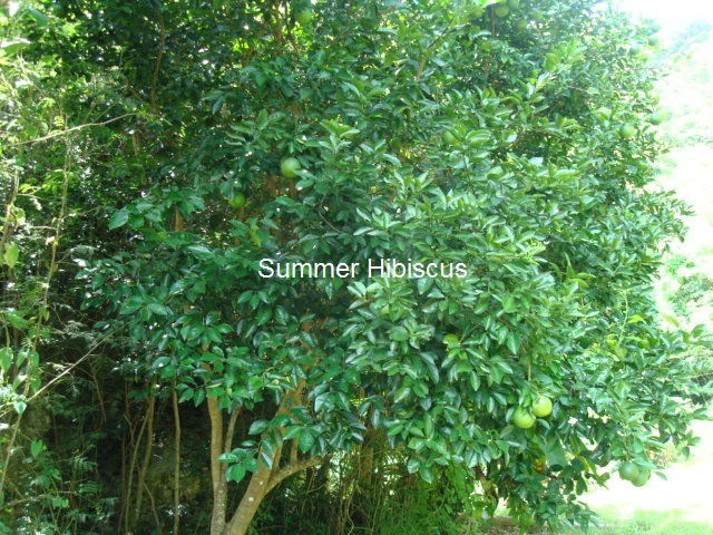 CITRUS ORANGE KAHET FRUIT TREE | SUMMER HIBISCUS