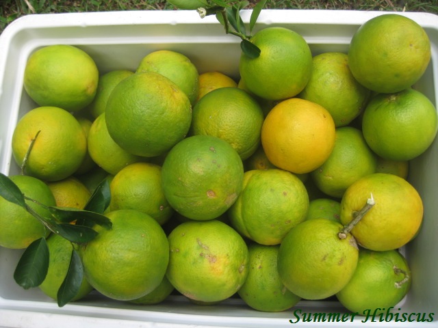 CITRUS ORANGE KAHET FRUIT TREE | SUMMER HIBISCUS