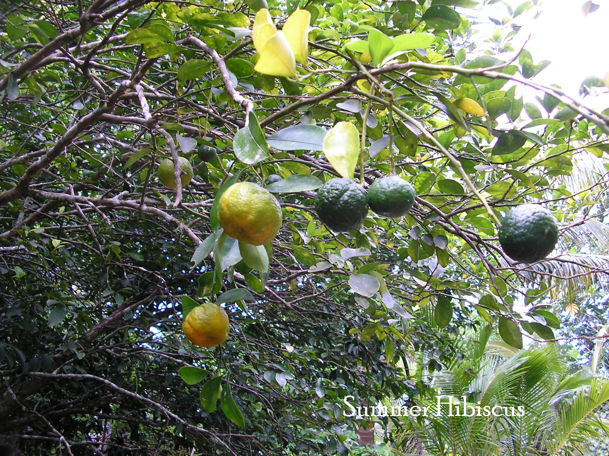 CITRUS ORANGE MANDARIN FRUIT TREE | SUMMER HIBISCUS