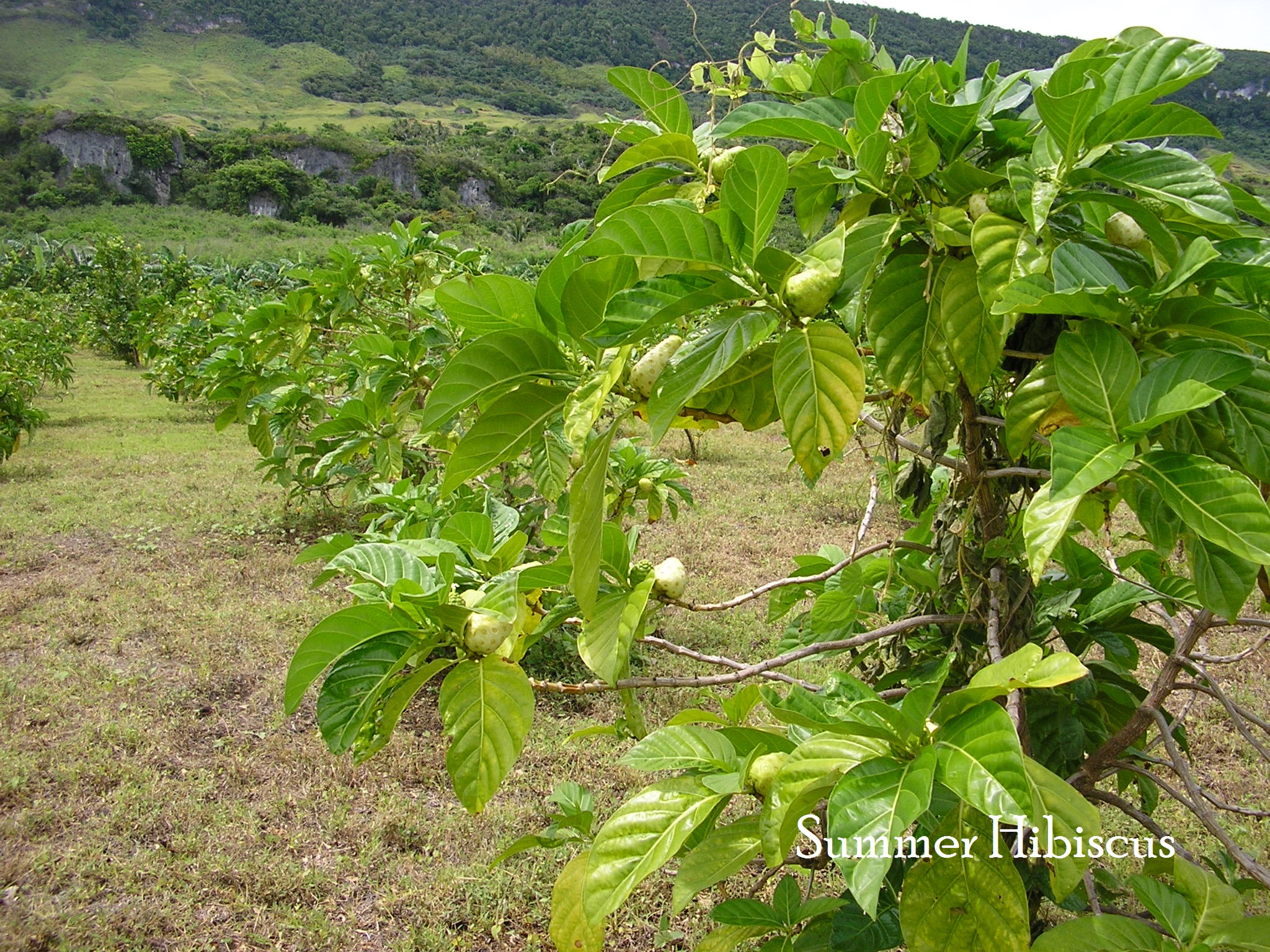 Morinda citrifolia NONI FRUIT TREE | SUMMER HIBISCUS
