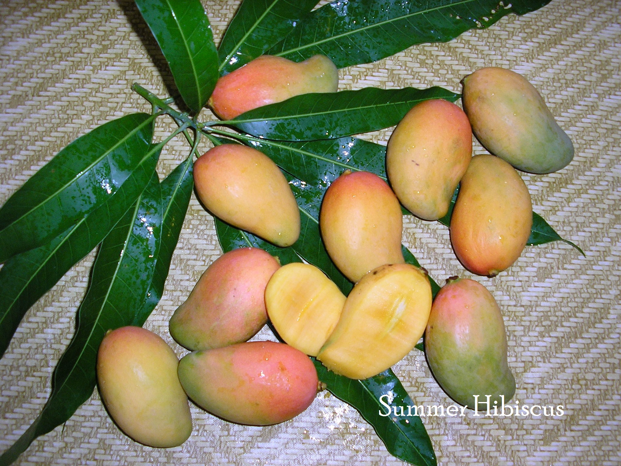 Mangifera indica MANGO FRUIT TREE | SUMMER HIBISCUS