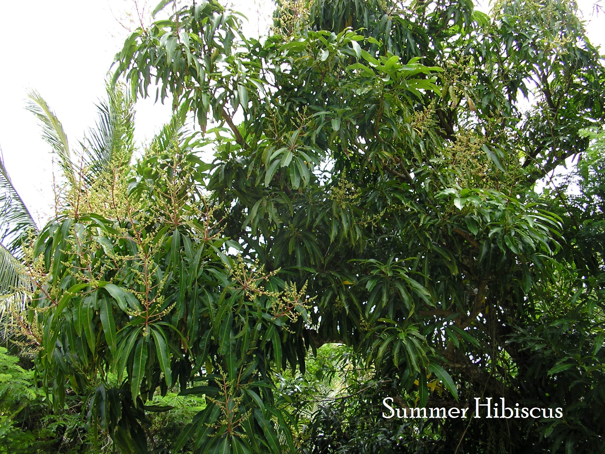 Mangifera indica MANGO FRUIT TREE | SUMMER HIBISCUS