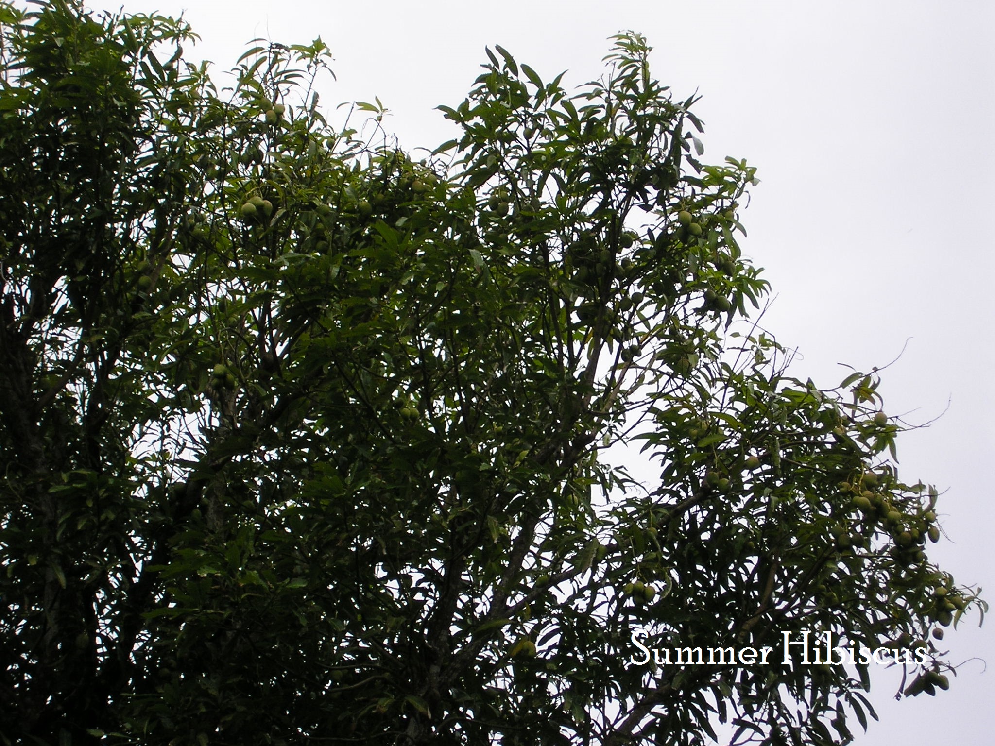 Mangifera indica MANGO FRUIT TREE | SUMMER HIBISCUS