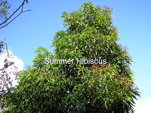 Mangifera indica MANGO FRUIT TREE | SUMMER HIBISCUS