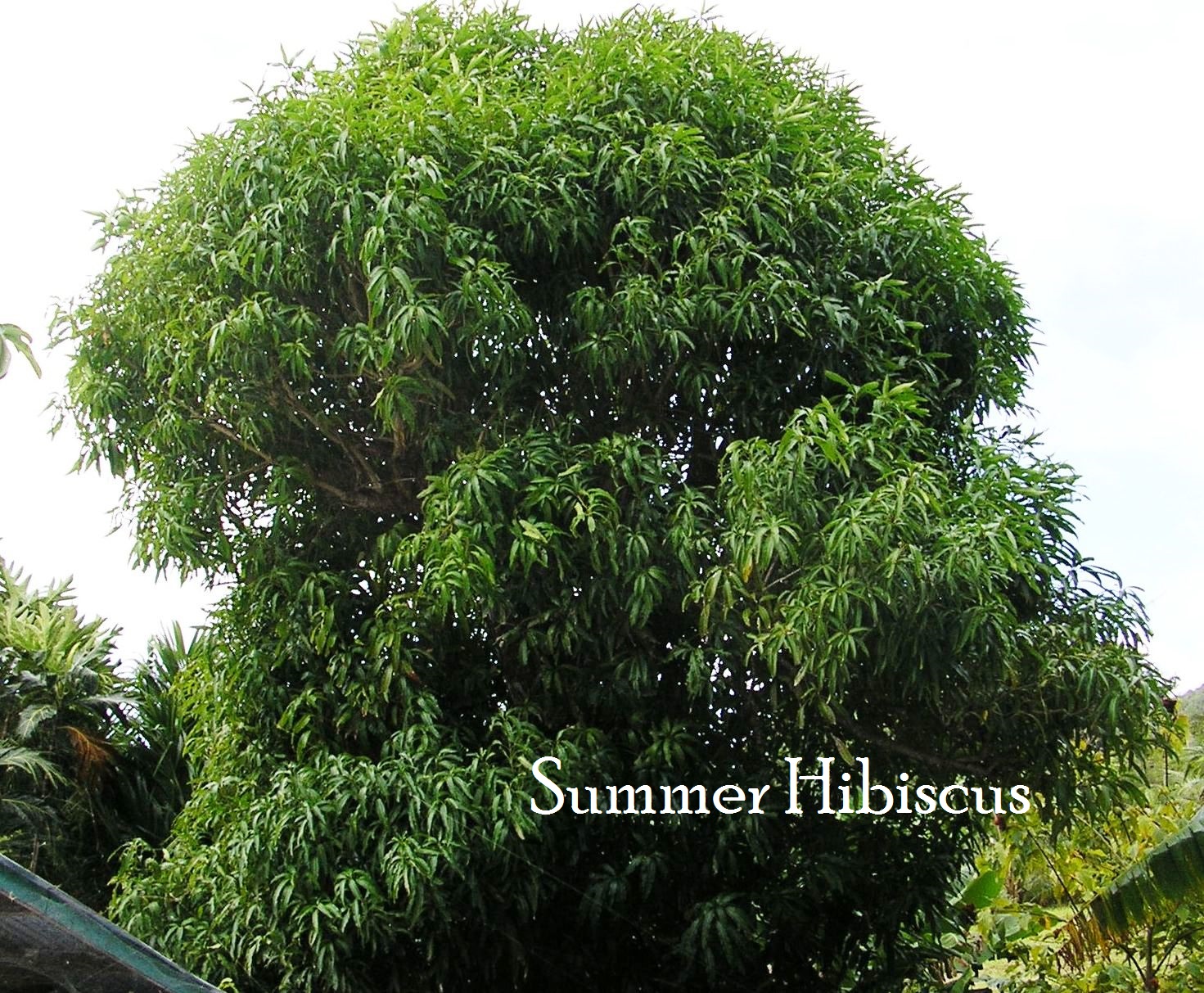 Mangifera indica MANGO FRUIT TREE | SUMMER HIBISCUS