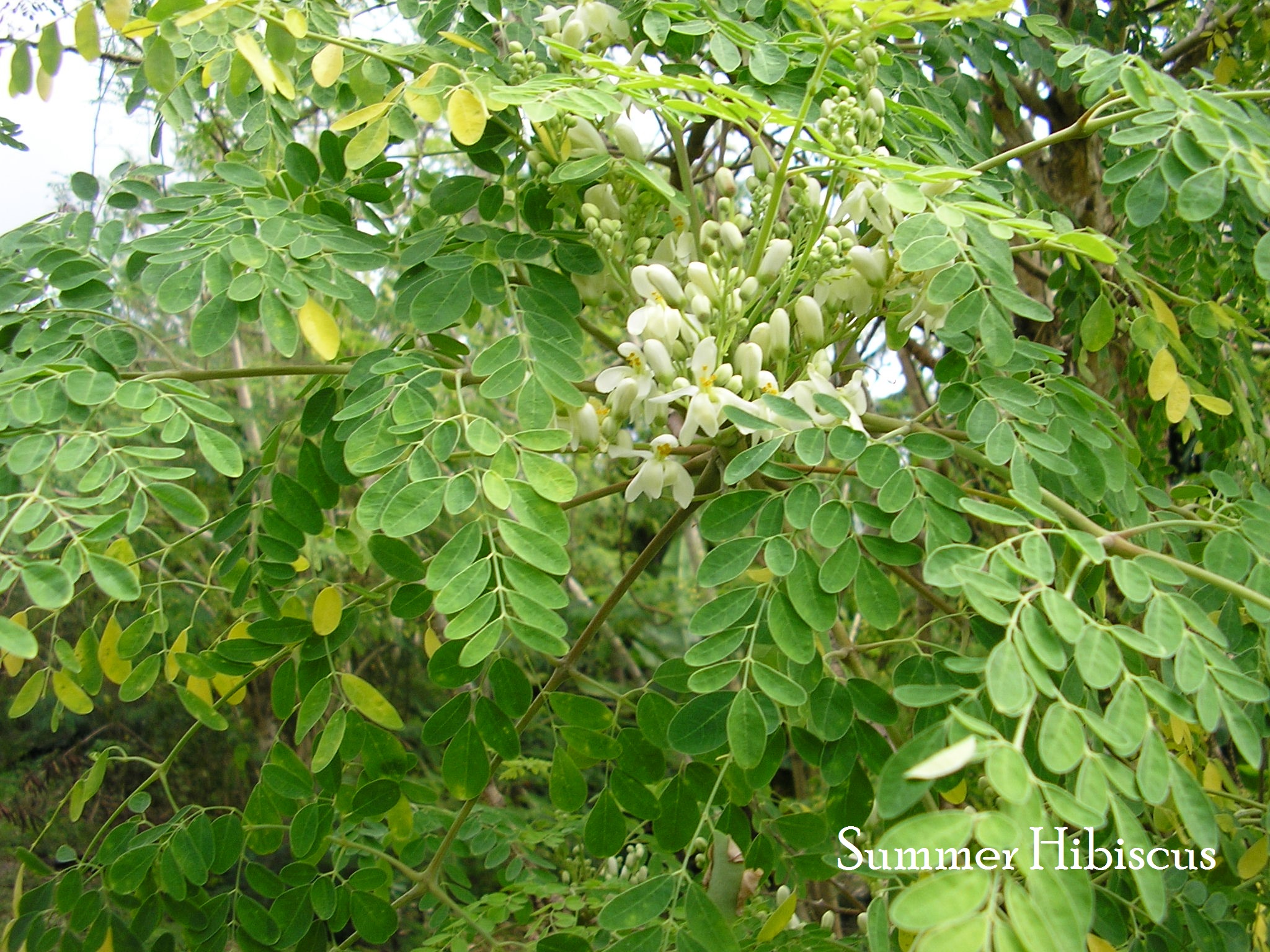 Moringa oleifera MALUNGGAY VEGETABLE TREE | SUMMER HIBISCUS