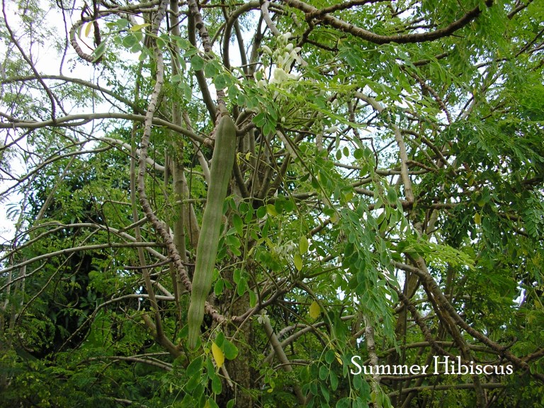 Moringa oleifera MALUNGGAY VEGETABLE TREE | SUMMER HIBISCUS