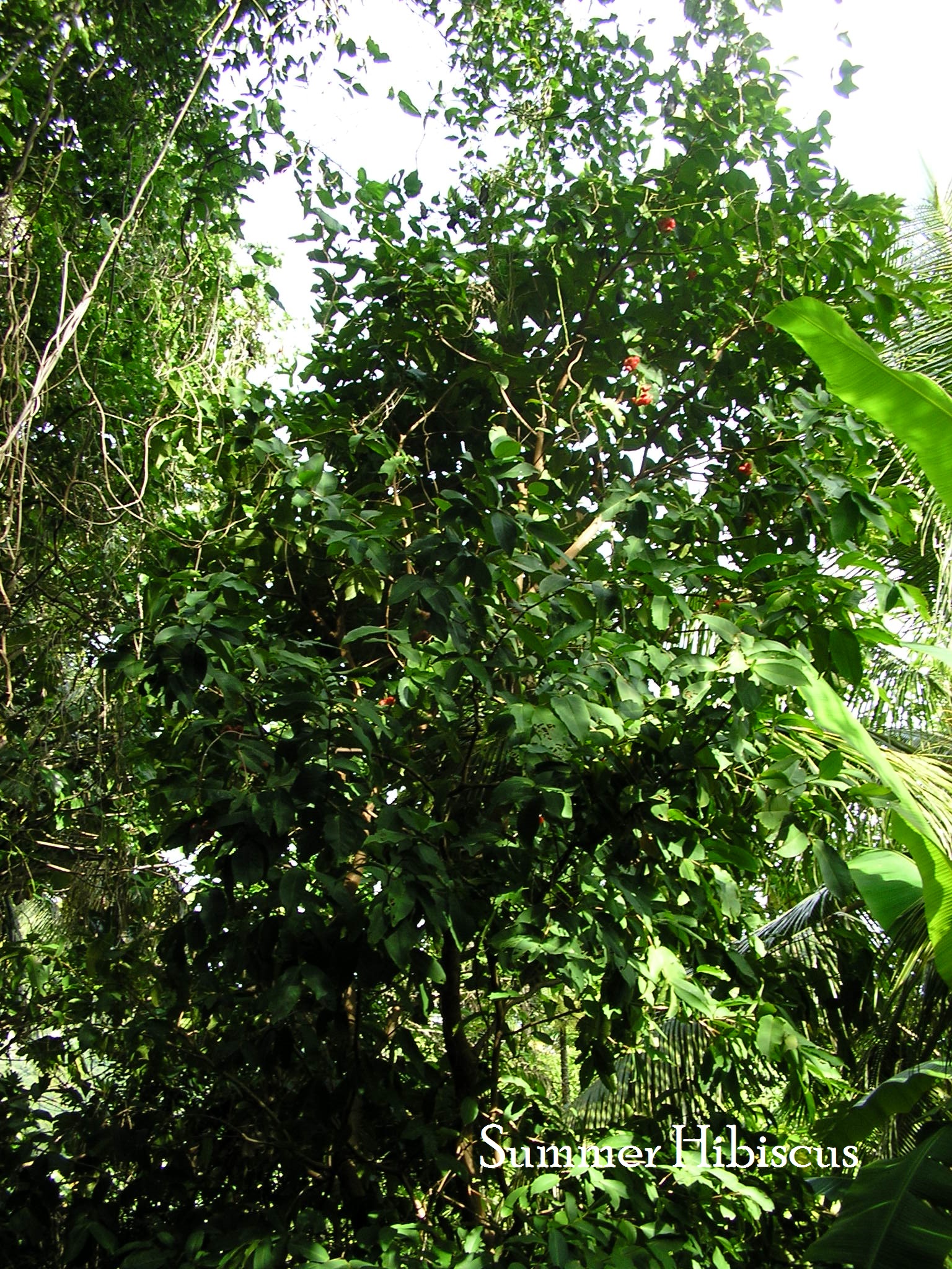 TROPICAL MOUNTAIN APPLE FRUIT TREE | SUMMER HIBISCUS