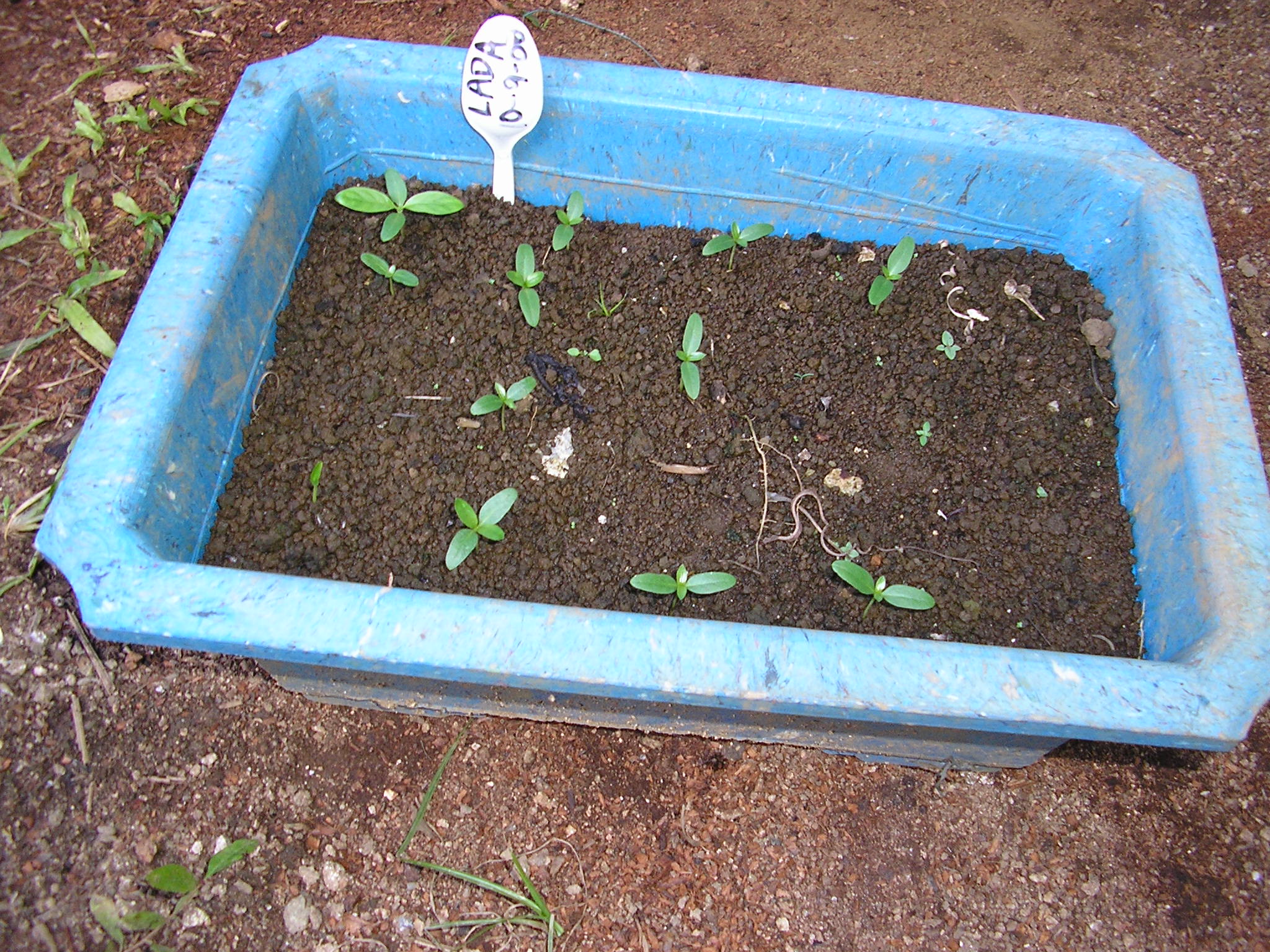 Morinda citrifolia NONI FRUIT TREE | SUMMER HIBISCUS
