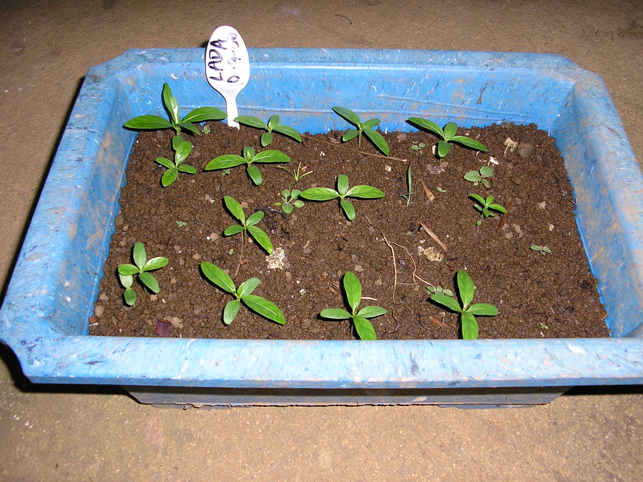 Morinda citrifolia NONI FRUIT TREE | SUMMER HIBISCUS