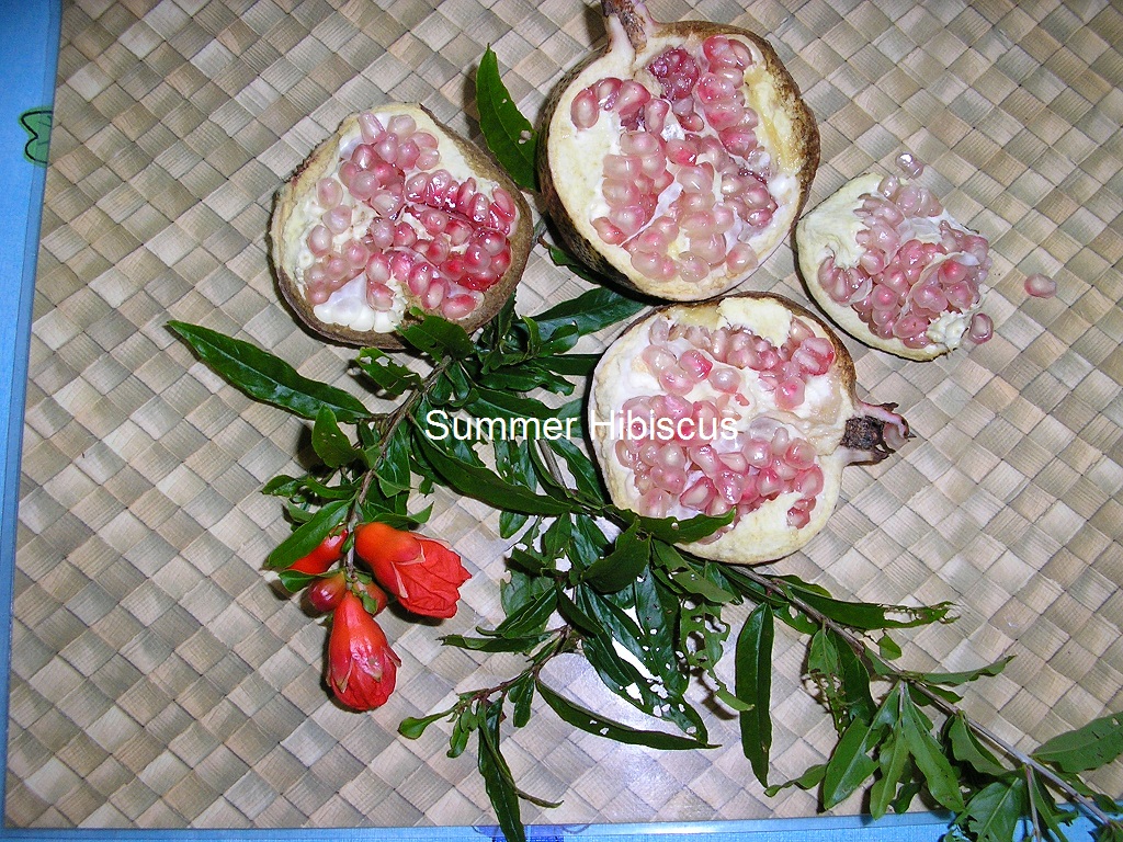 Punica granatum POMEGRANATE FRUIT TREE | SUMMER HIBISCUS