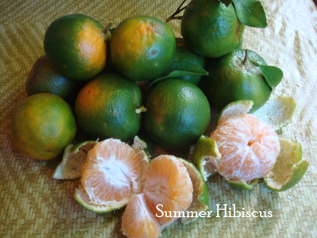 CITRUS TANGERINE FRUIT TREE | SUMMER HIBISCUS