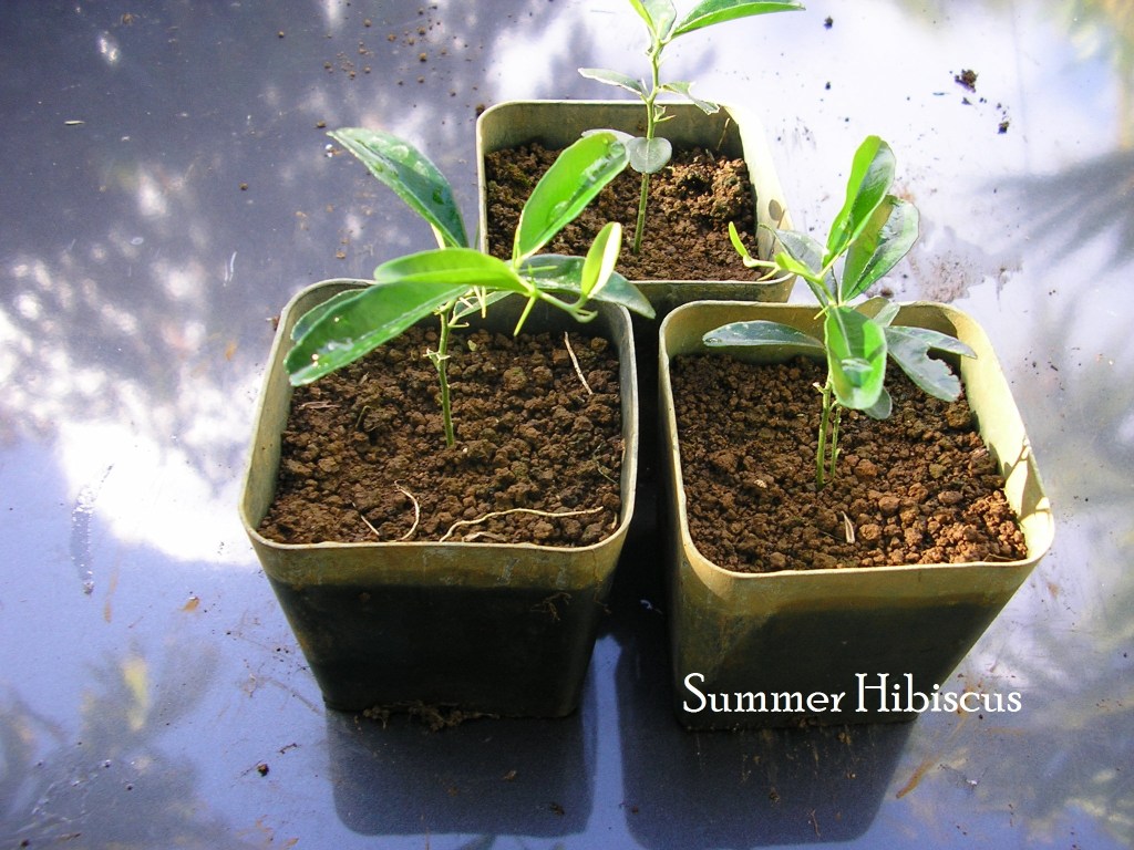 Triphasia trifolia CITRUS LIMEBERRY FRUIT TREE | SUMMER HIBISCUS