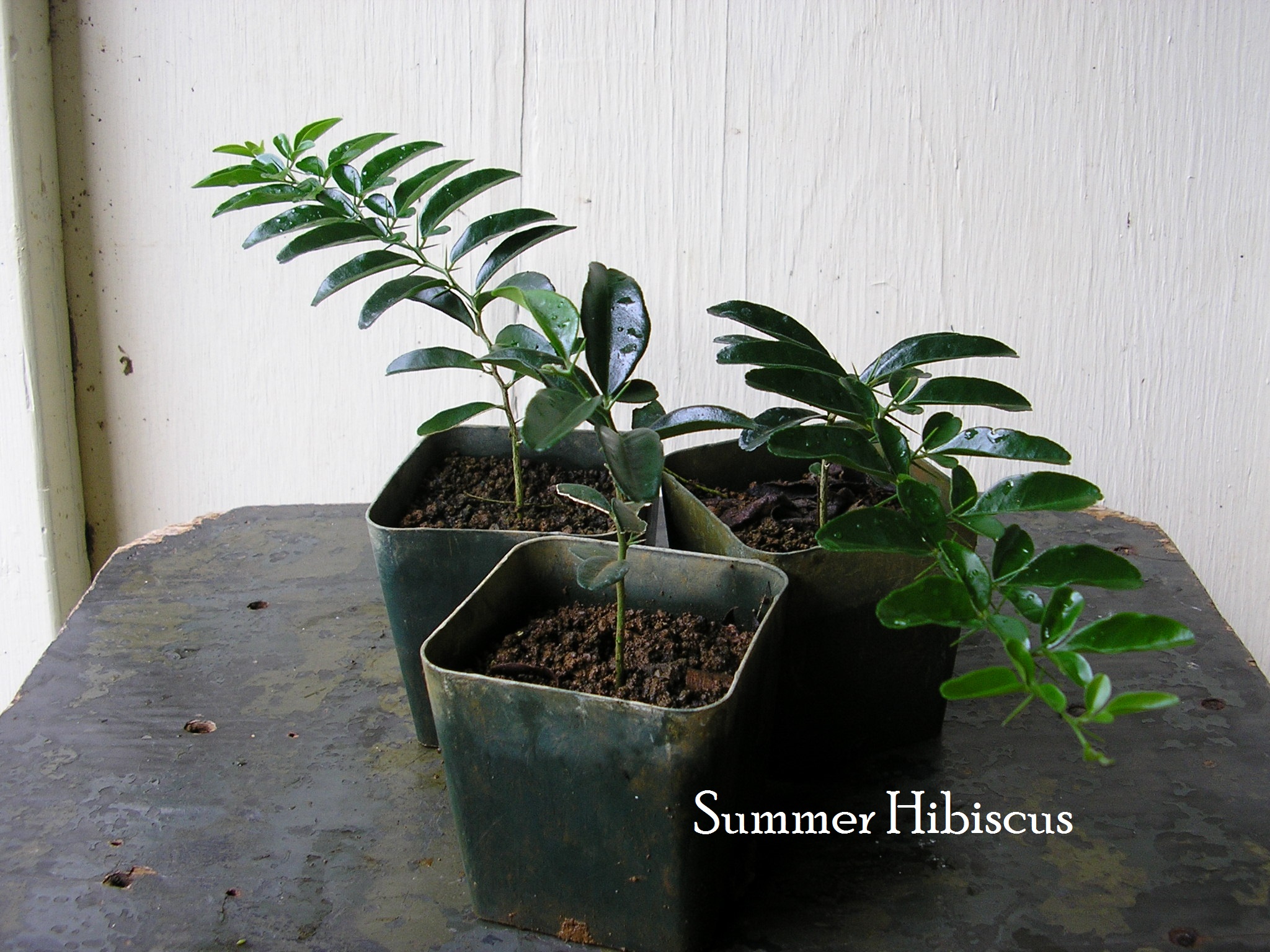Triphasia trifolia CITRUS LIMEBERRY FRUIT TREE | SUMMER HIBISCUS
